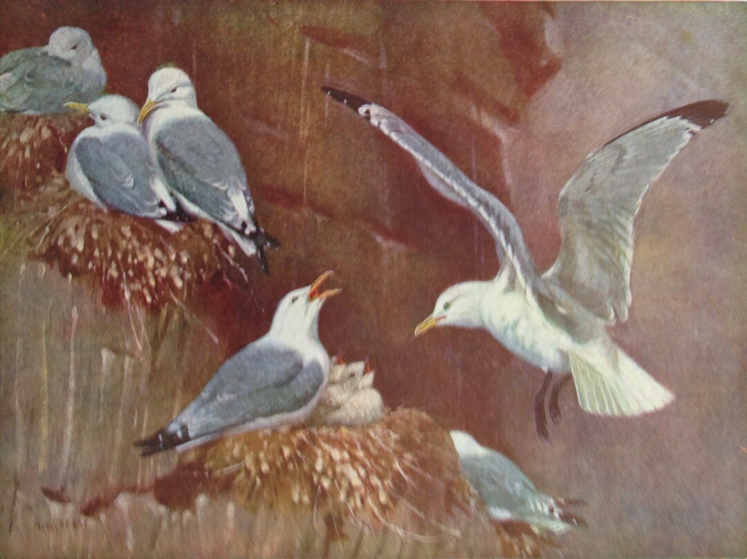 Seagulls Kittiwakes European Sea Birds Lithograph Chart to Frame 1960s ...