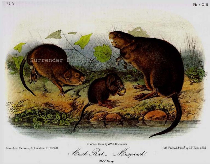 Muskrat Audubon Wild Animal Art Print Natural History | Etsy