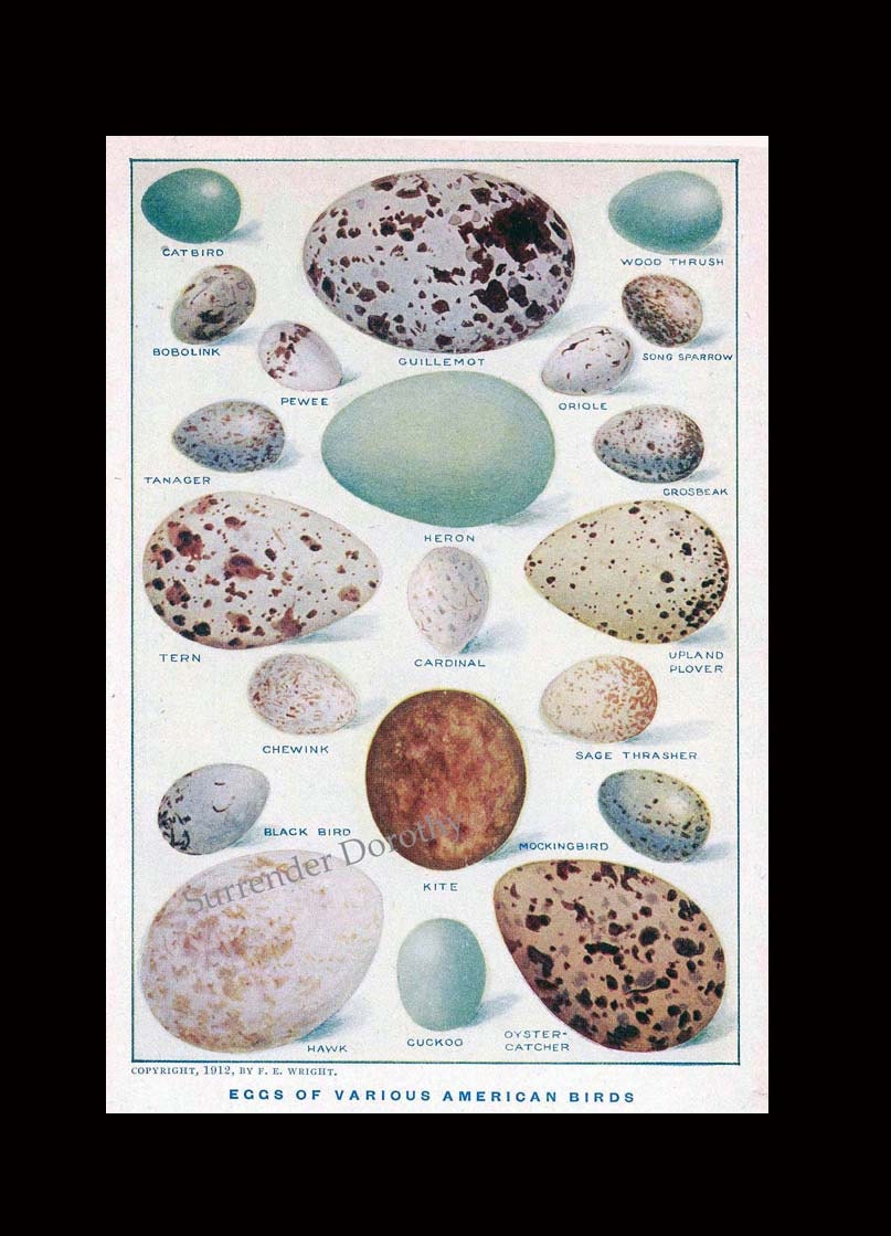 American Bird Eggs Color Lithograph Chart 1912 Edwardian Natural ...