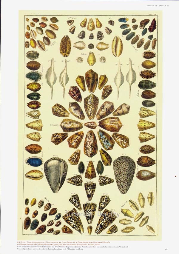 Cowrie Poisonous Cone Shells Indo Pacific & West Atlantic Seba - Etsy
