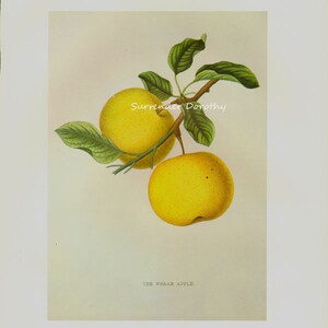 Swaar Apple Prestele Vintage Agriculture Poster Print Botanical ...