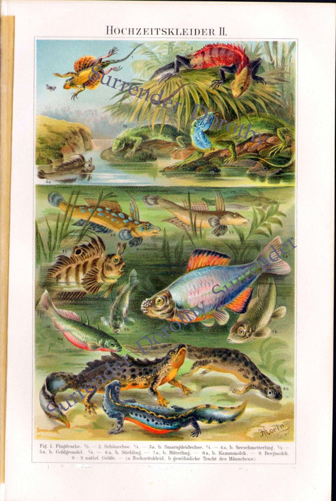 Lizard Pond Victorian Herpetology Chart 1887 Natural History | Etsy