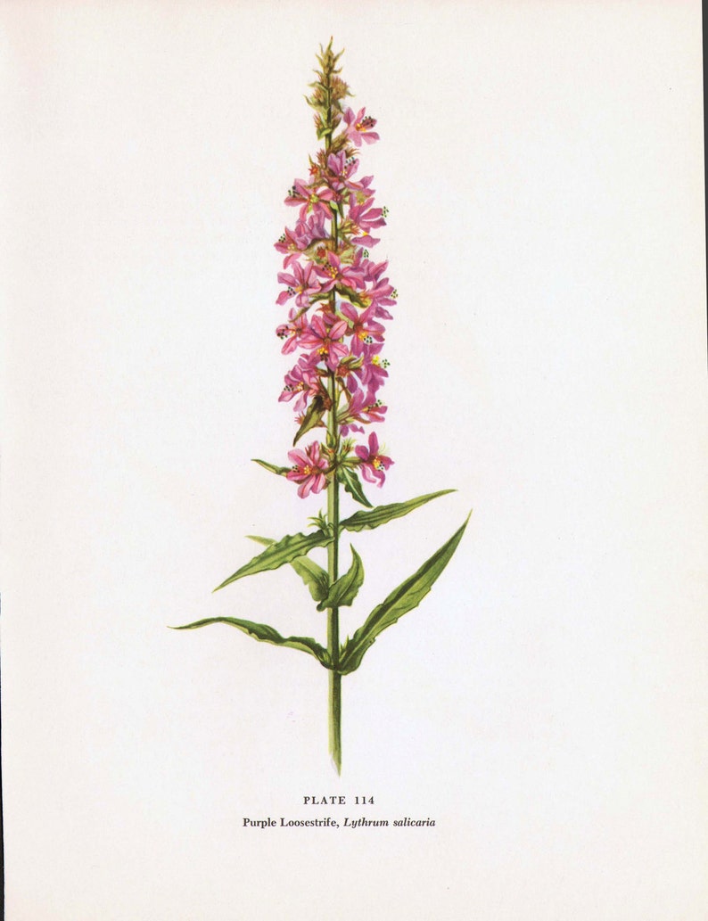 Purple Loosestrife Flower Vintage Botanical Lithograph Print | Etsy