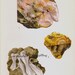 Natrolite Stilbite Crystal Stone Mineral Vintage Lithograph - Etsy