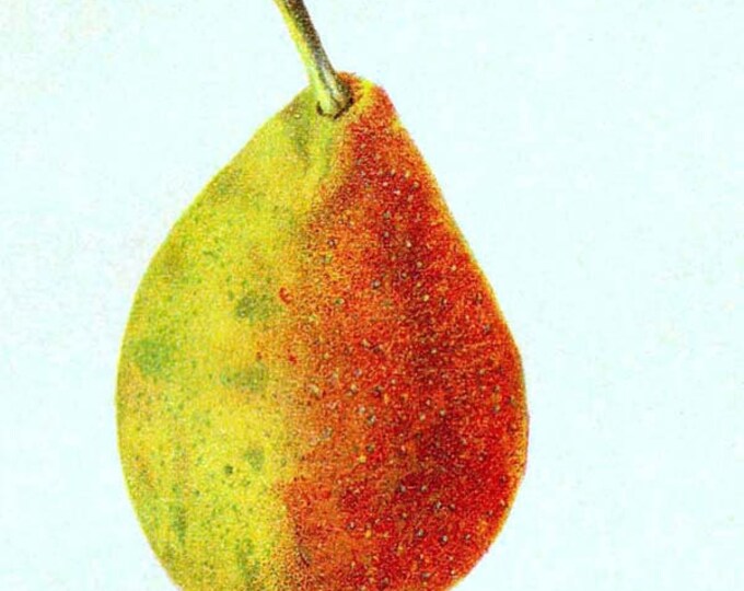 Philopena Pear 1902 USDA Vintage Botanical Lithograph - Etsy