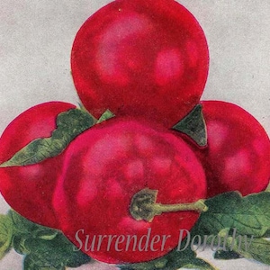 Tomatoes & Celery Edwardian Vintage Vegetables Antique Botanical ...
