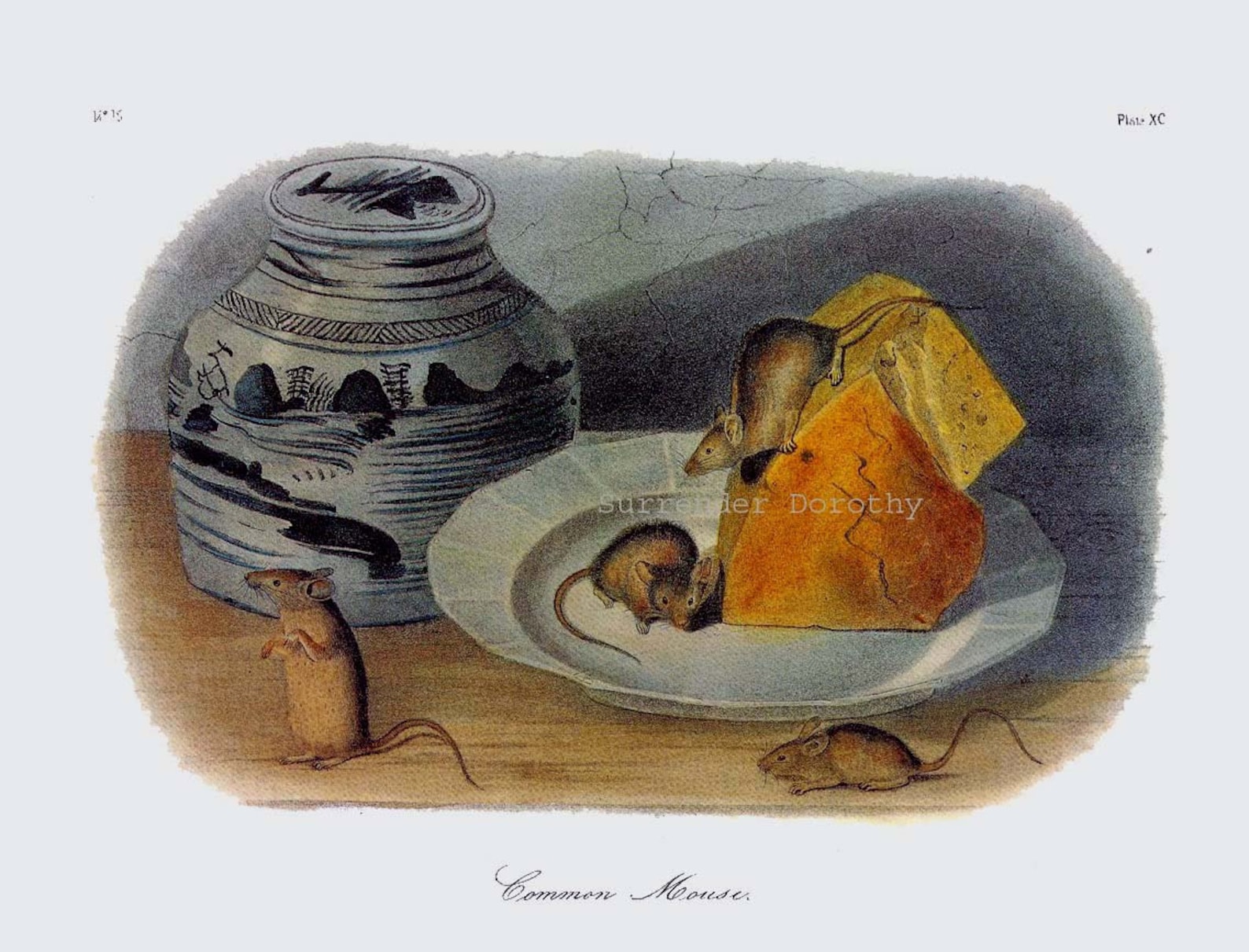 Common House Mouse Audubon Vintage Wild Animal Color Lithograph Natural ...