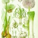 Shallot Leek Garlic Chart Vegetable Food Botanical Lithograph ...