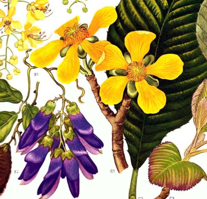 Indian Laburnum Burma Simpoh Flowers South East Asia Botanical - Etsy