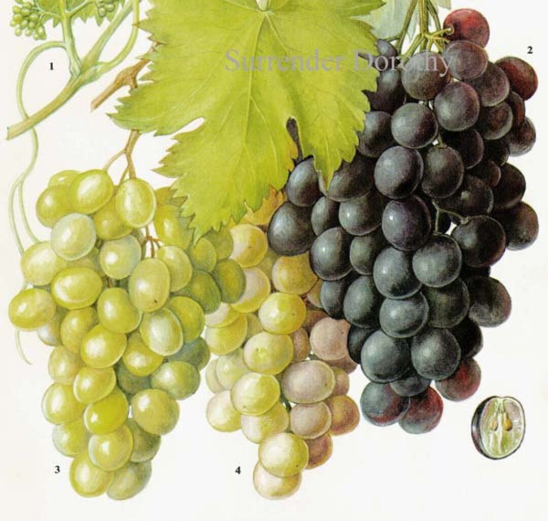Grapes Vineyard Fruit Chart Food Botanical Lithograph Illustration for ...