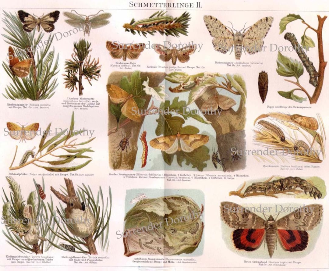 Silk Moth Metamorphosis Chart Vintage Victorian Entomology 1887 Natural ...