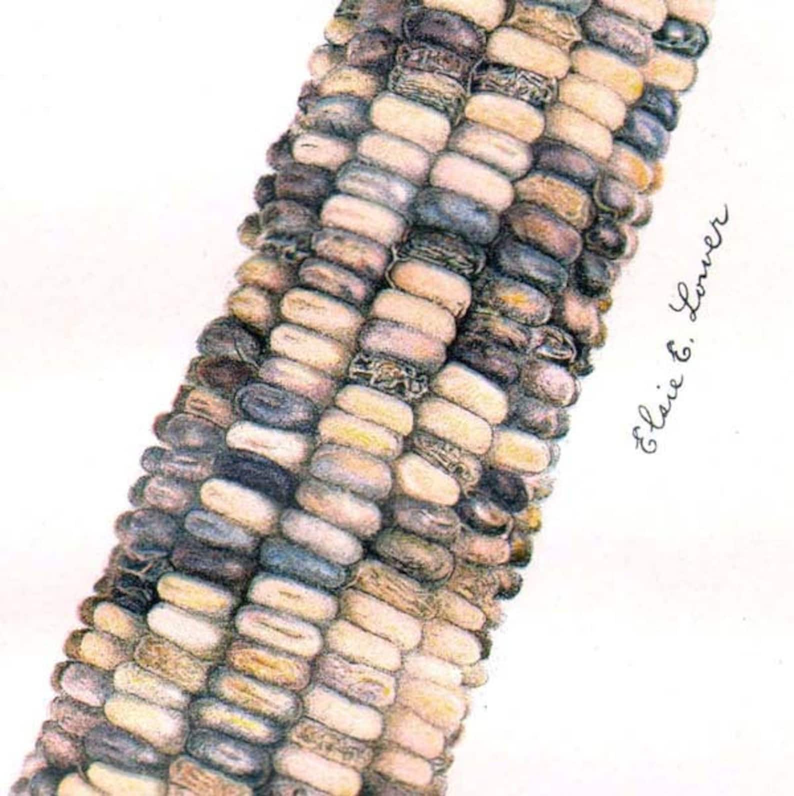 Indian Corn Hybrid Mutation 1909 USDA Grain Antique Botanical - Etsy