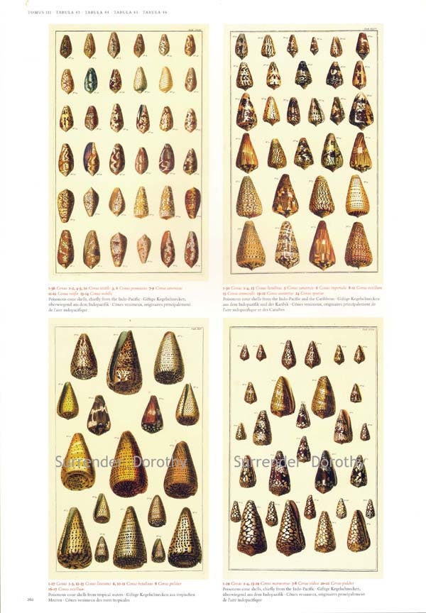 Poisonous Cone Shells South Pacific Caribbean Vintage Seba - Etsy