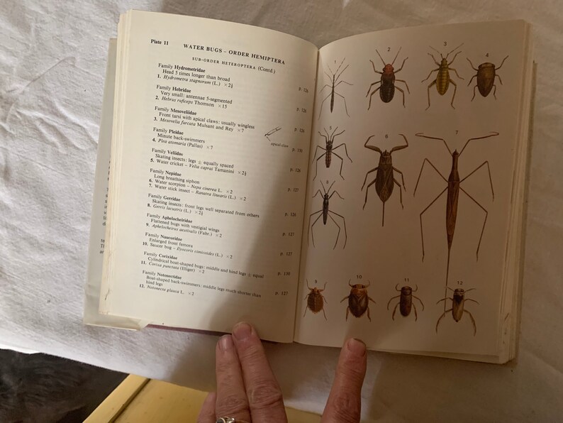Field Guide Insects of Great Britain Michael Chinery 1973 First Edition ...