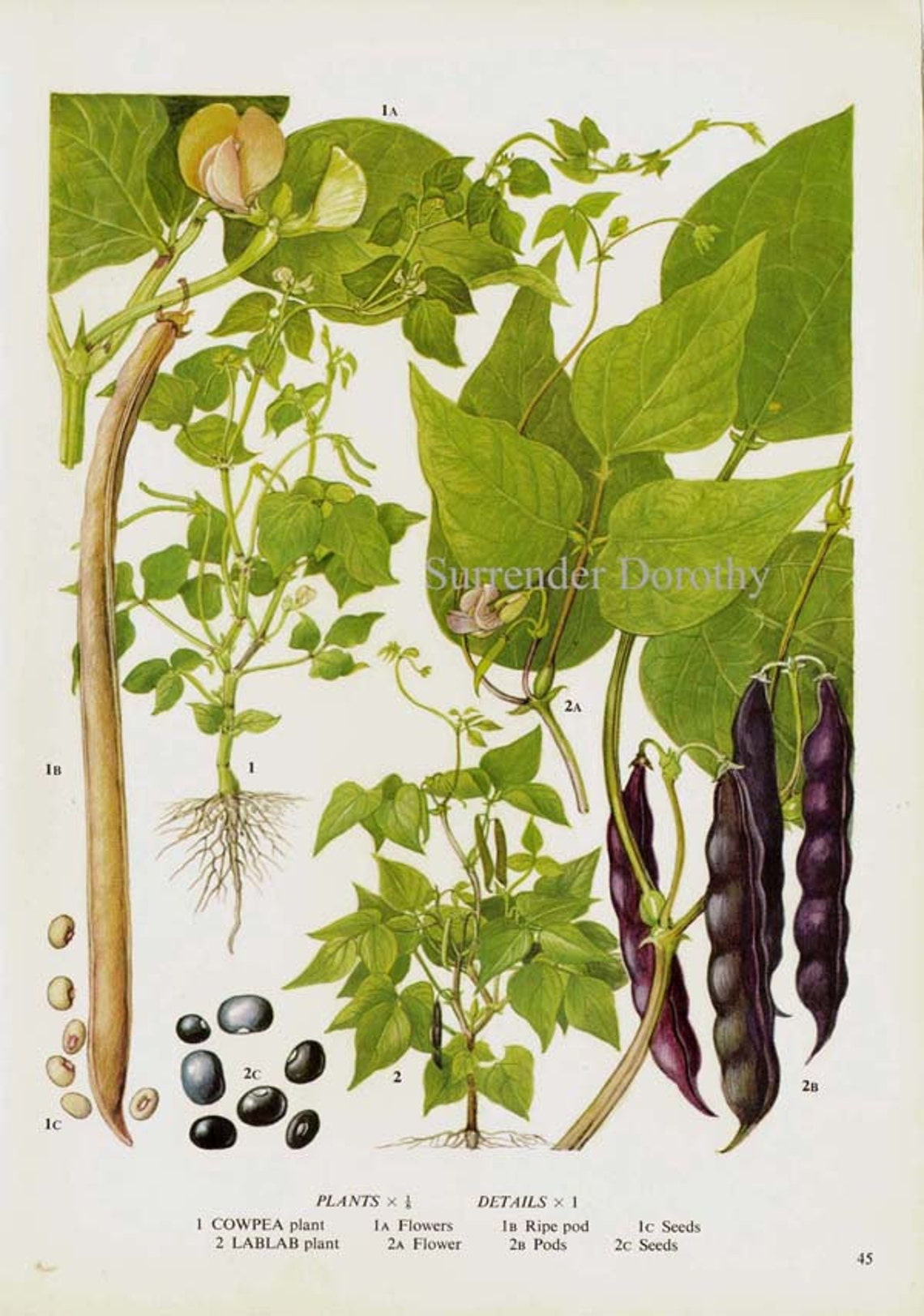Cowpea Lablab Bean Flowering Peas Legume Food Chart Vegetable - Etsy