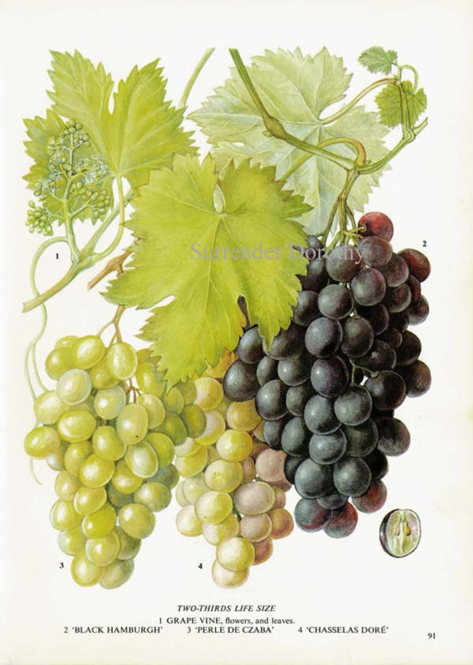 Grapes Vineyard Fruit Chart Food Botanical Lithograph - Etsy