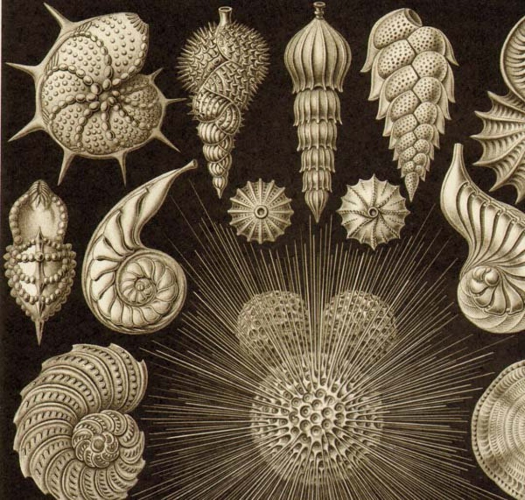 Radiolaria Thalamophora Marine Formations Haeckel Vintage Print Natural ...