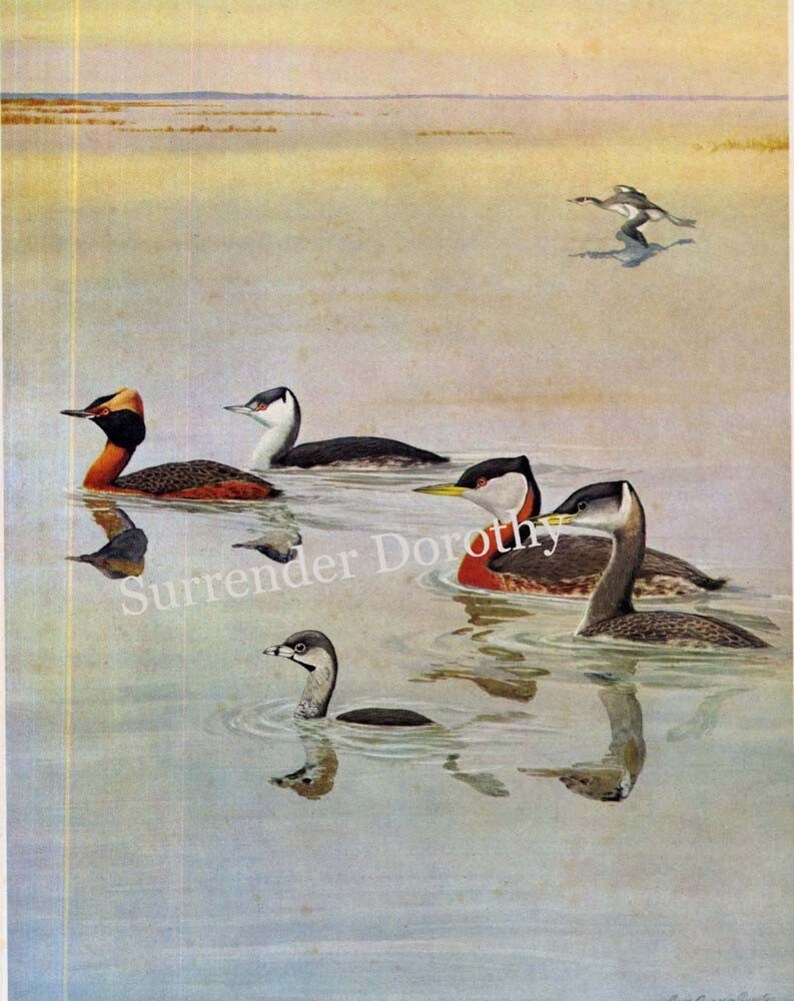 Common Loon Family Natural History Ornithology Waterfowl - Etsy