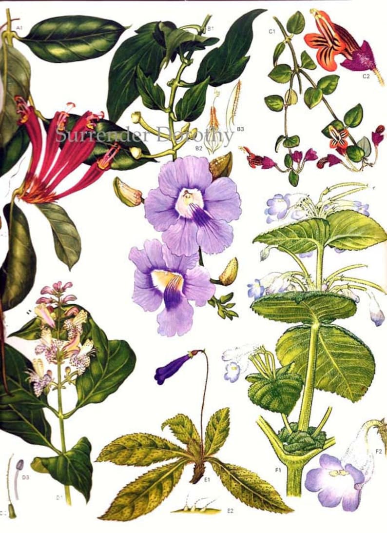 Gesneriad Flowers South East Asia Botanical Exotica 1969 Large Vintage ...