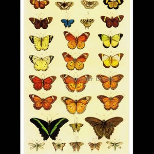 Tropical Butterflies of the World Seba Entomology Insect Natural ...