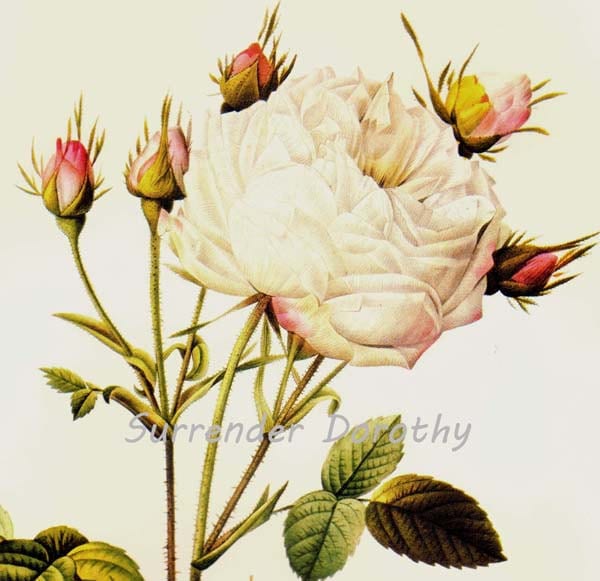 White Provence Rose Redoute Rosa Centifolia Mutabilis Vintage Flower ...