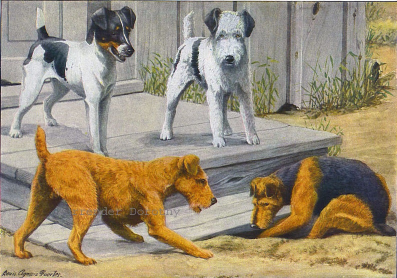 Irish Wire Haired Fox & Welsh Terrier Dogs Louis Agassiz - Etsy