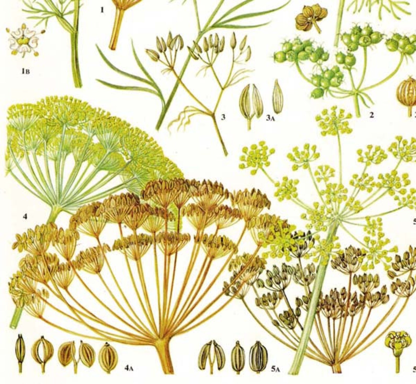 Dill Cumin Fennel Coriander Spice & Herb Chart Plant Flowers Food Chart ...