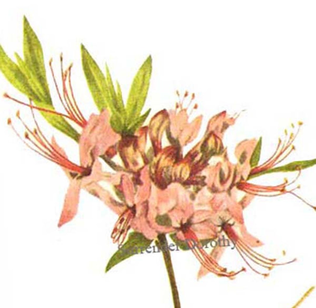 Pinkster Rhododendron & Smooth Azalea Flowers Vintage 1955 Botanical ...