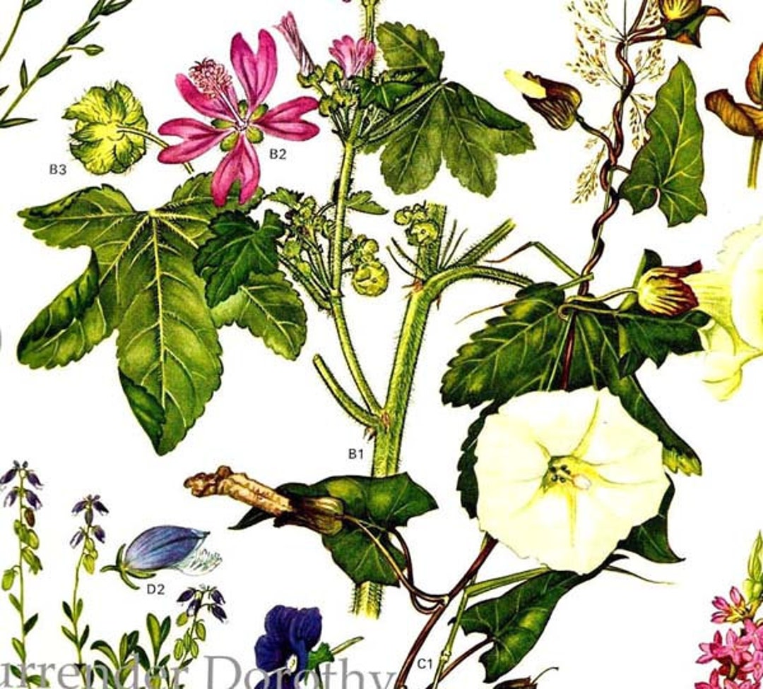 Morning Glory Violet Milkwort Mallow Flax Flowers Poster Botanical ...