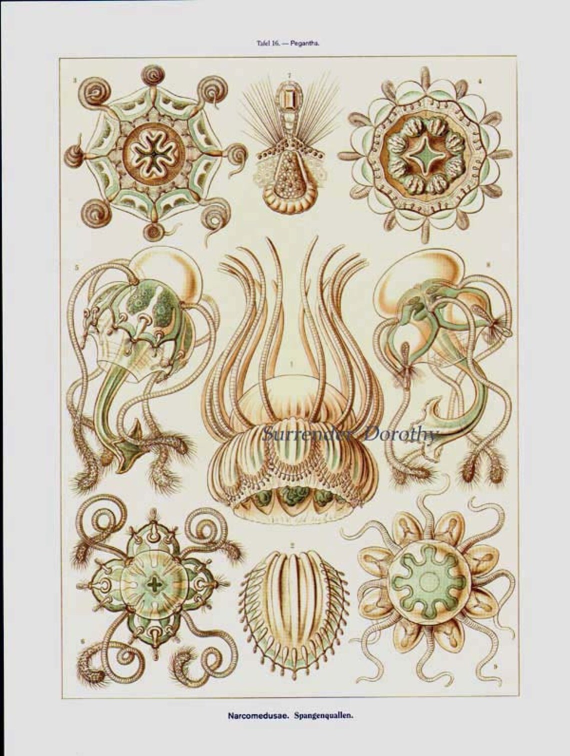 Narcomedusae Jellyfish Formations Haeckel Print in Pale Green - Etsy
