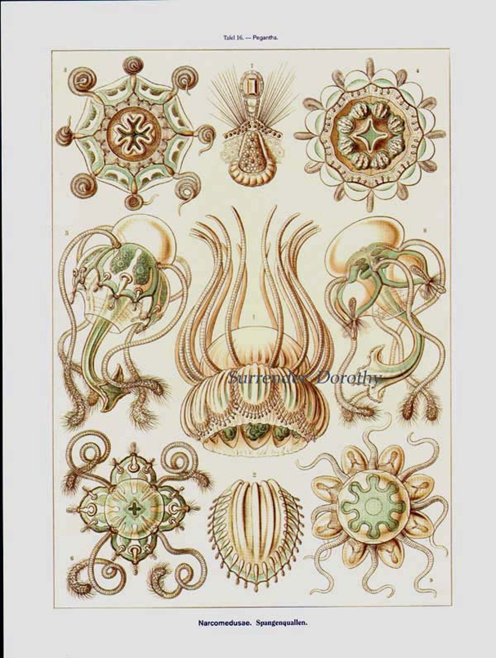 Narcomedusae Jellyfish Formations Haeckel Print in Pale Green - Etsy