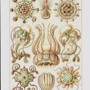 Narcomedusae Jellyfish Formations Haeckel Print in Pale Green & Brown ...
