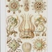 Narcomedusae Jellyfish Formations Haeckel Print in Pale Green & Brown ...