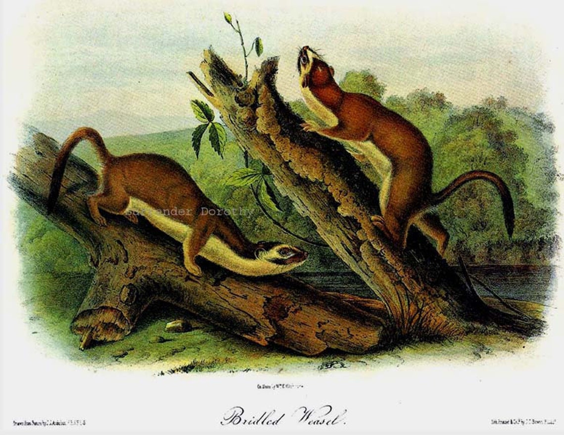Bridled Weasel Ferret John J Audubon Wild Animal Lithograph - Etsy