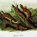 Bridled Weasel Ferret John J Audubon Wild Animal Lithograph Natural ...