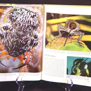 Insects Life Book Children Entomology Natural History Lavishly ...