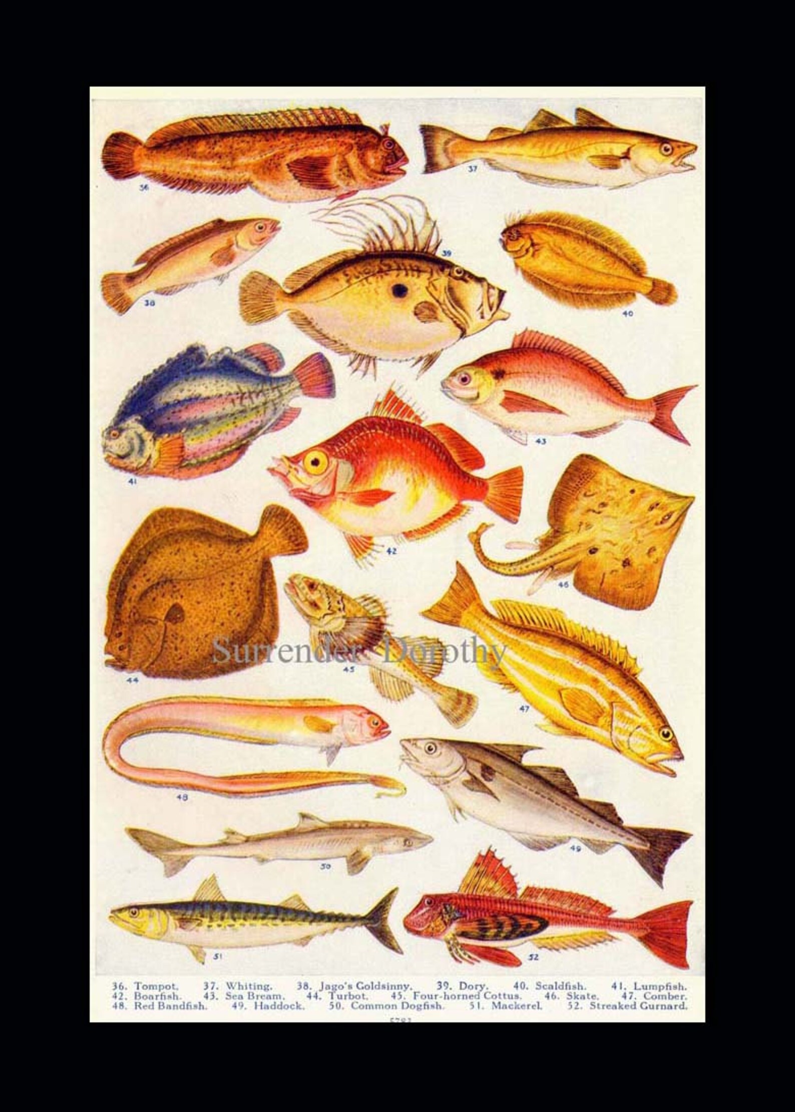 Fish North Atlantic Ocean Ichthyology Natural History | Etsy