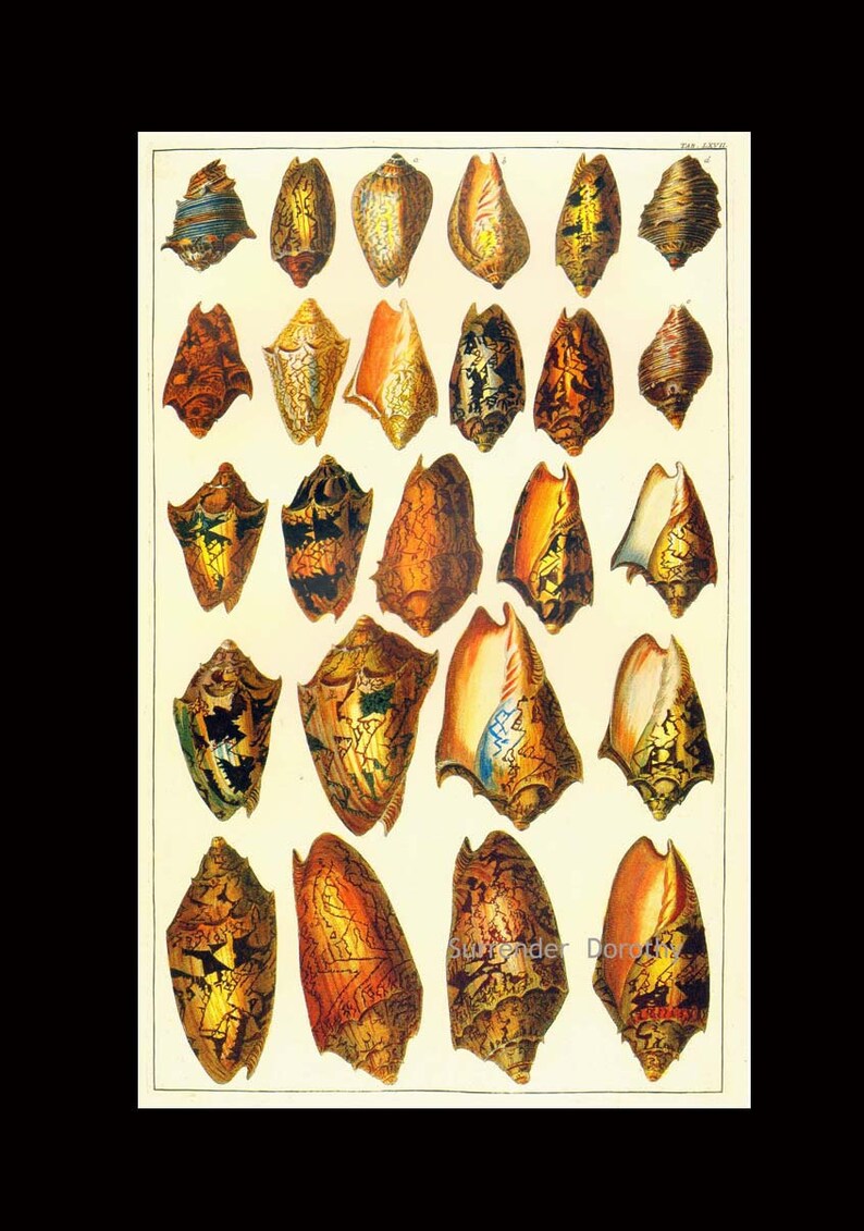 Volute Shells Australia Indonesia West Africa Seba Conchology Vintage ...