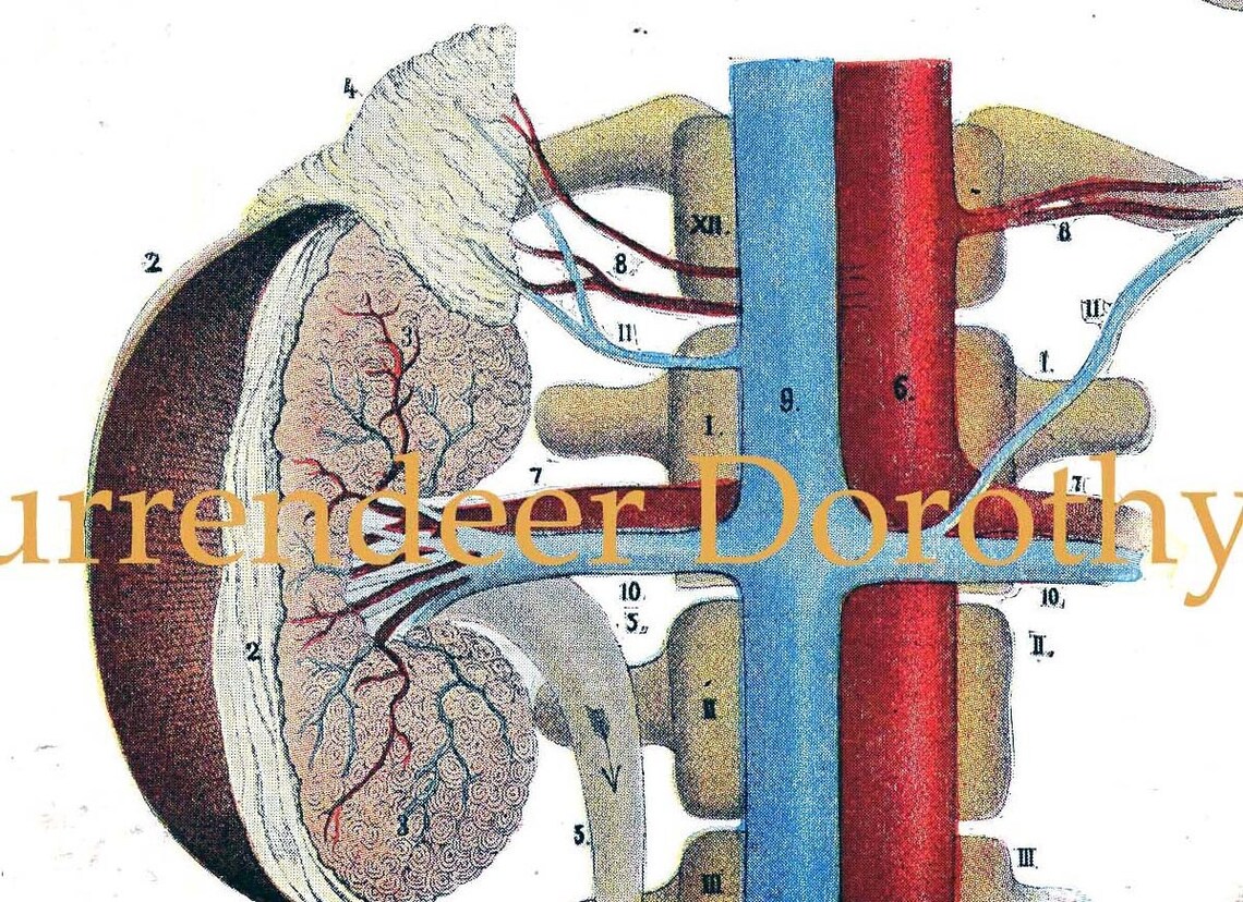 Human Anatomy Digestive System Original Vintage 1920s - Etsy