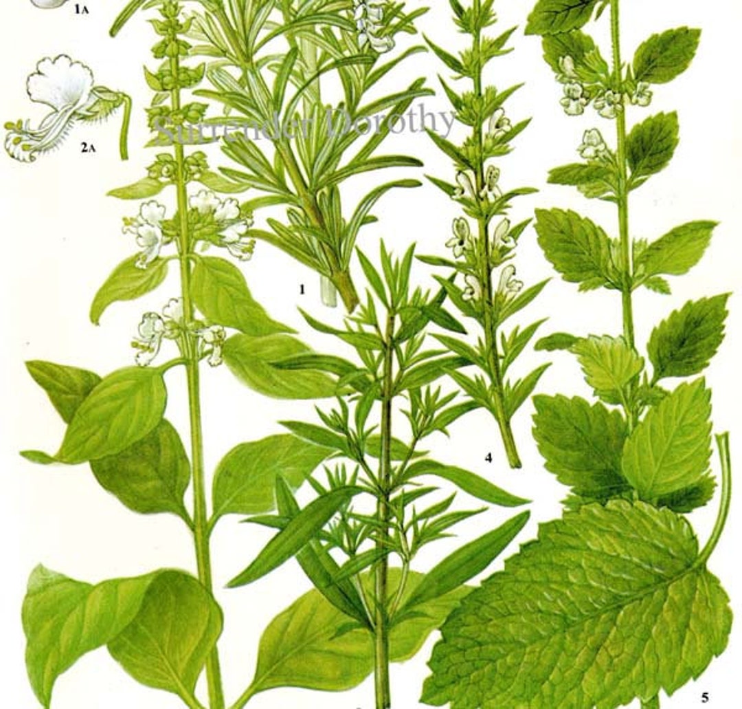 Rosemary Savory Basil Lemon Balm Spice & Herb Chart Plant Flowers Food ...
