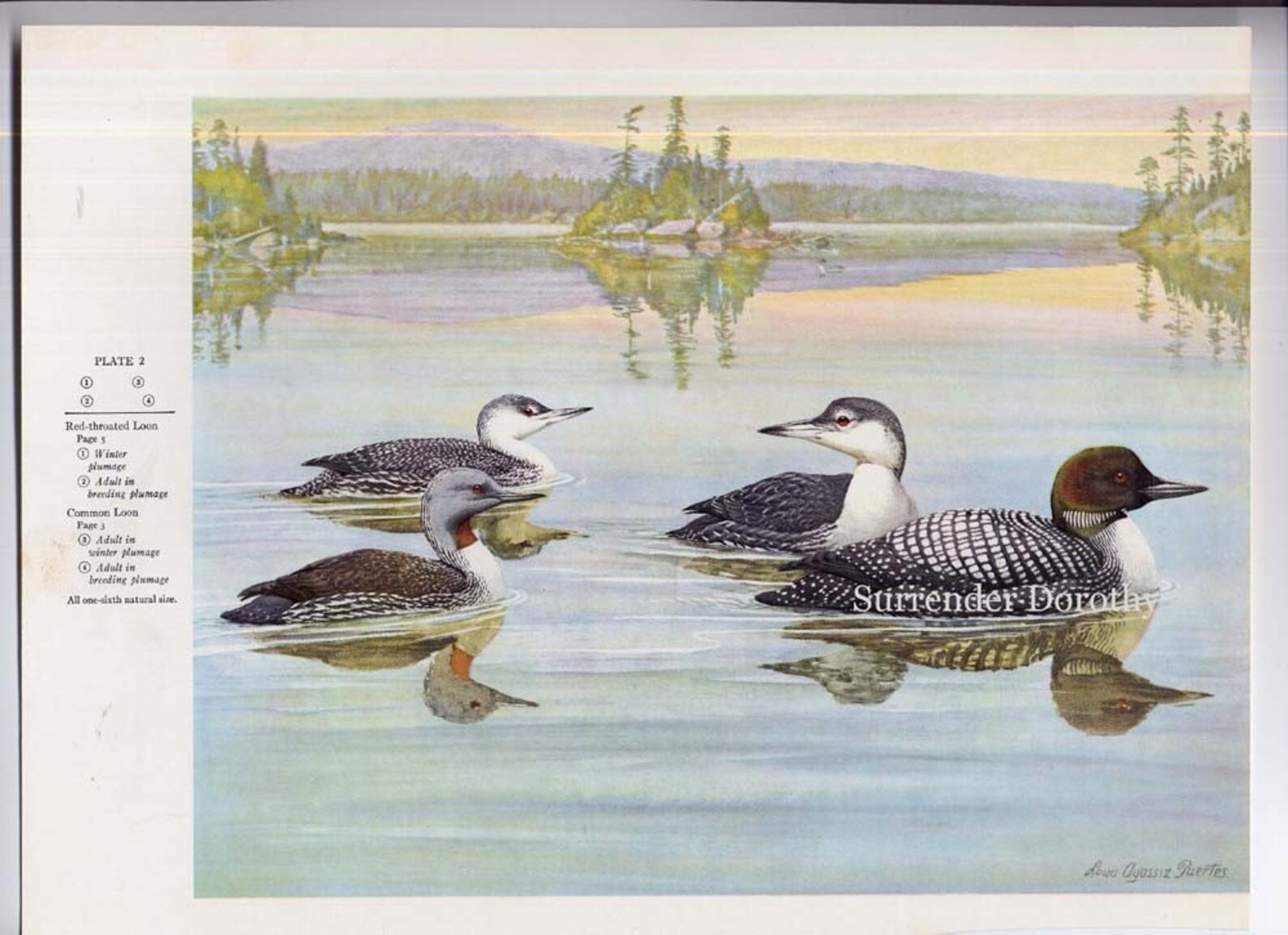 Common Loon Family Natural History Ornithology Waterfowl - Etsy