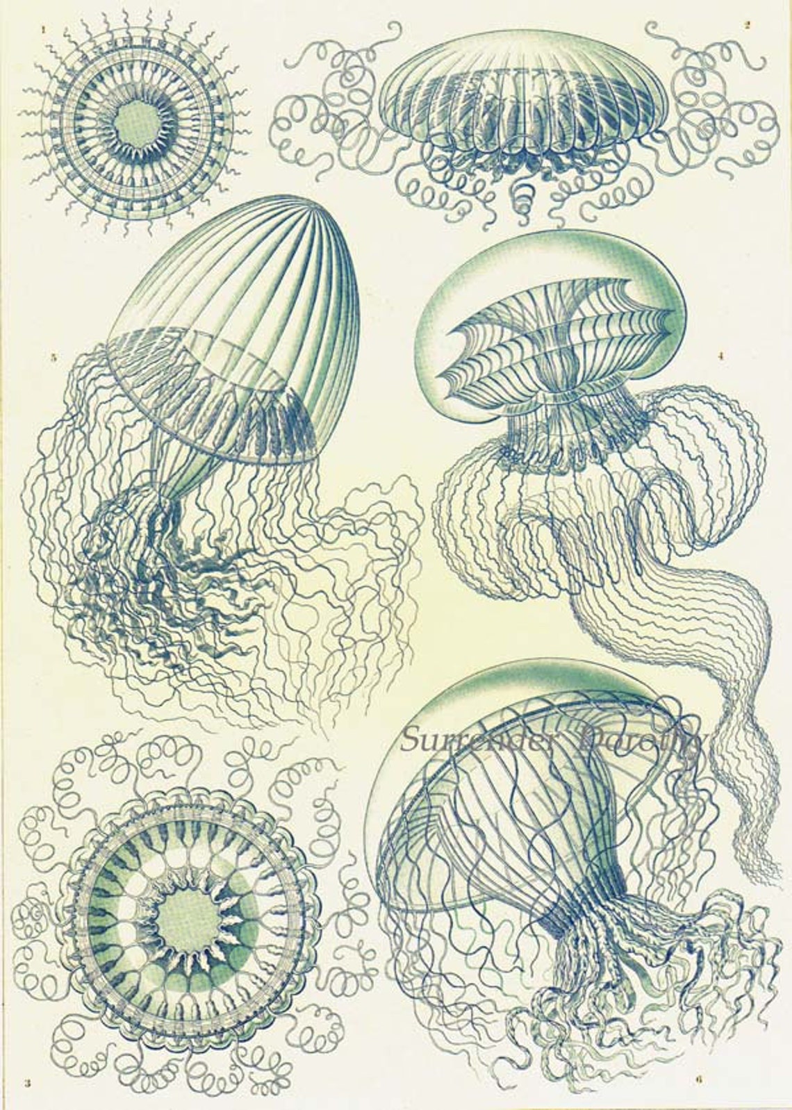 Leptomedusae Jellyfish Formations Haeckel Print Pale Blue - Etsy