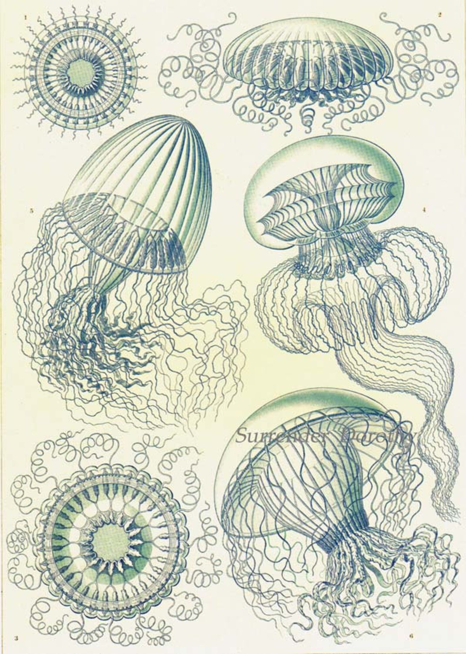 Leptomedusae Jellyfish Formations Haeckel Print Pale Blue - Etsy
