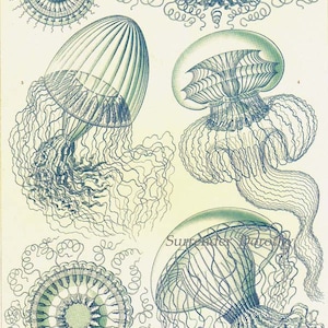 Leptomedusae Jellyfish Formations Haeckel Print Pale Blue Vintage ...