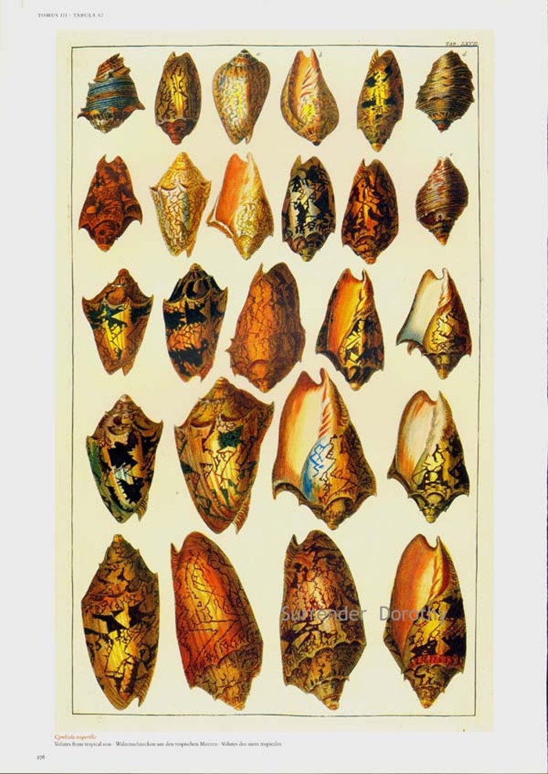 Volute Shells Australia Indonesia West Africa Seba Conchology Vintage ...