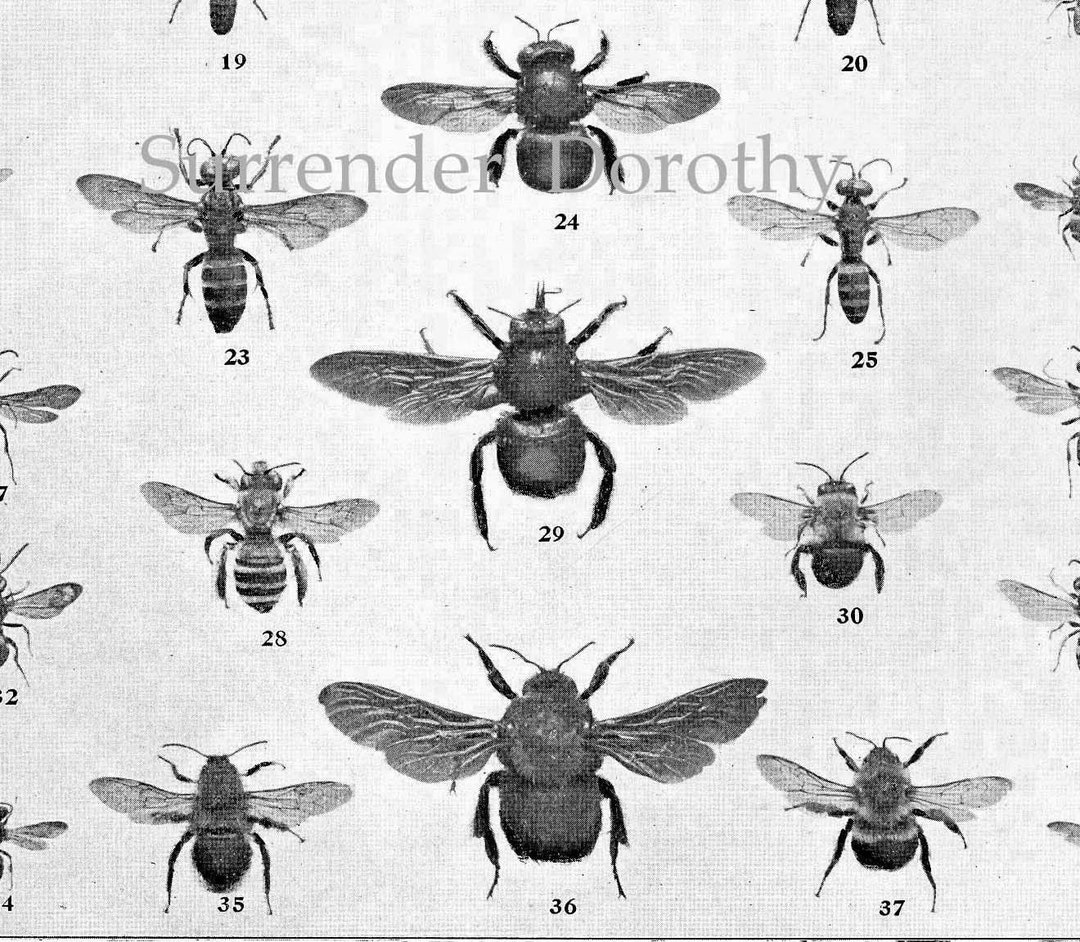 Bee Chart Edwardian Entomology Honeybees 1907 Natural History ...
