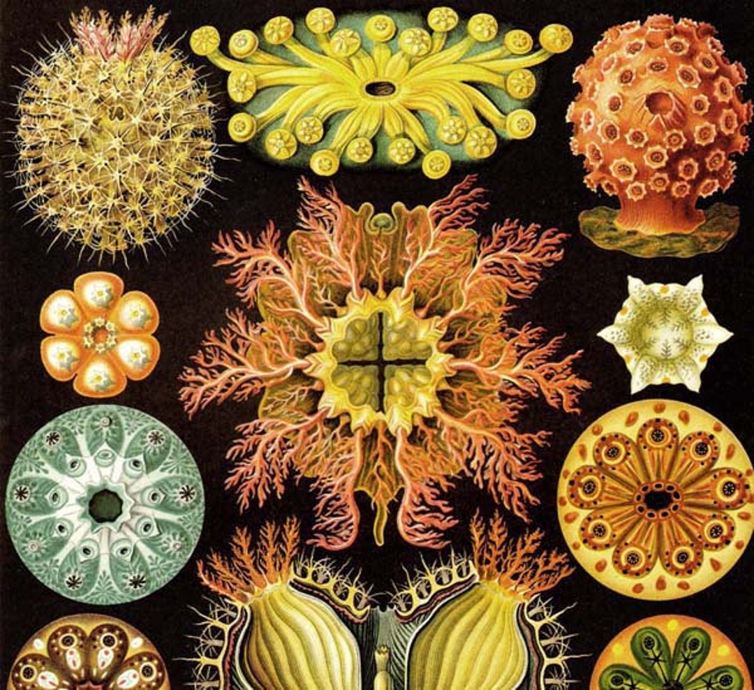 Sea Squirts Ascidae Haeckel Print Natural History Oceanography ...