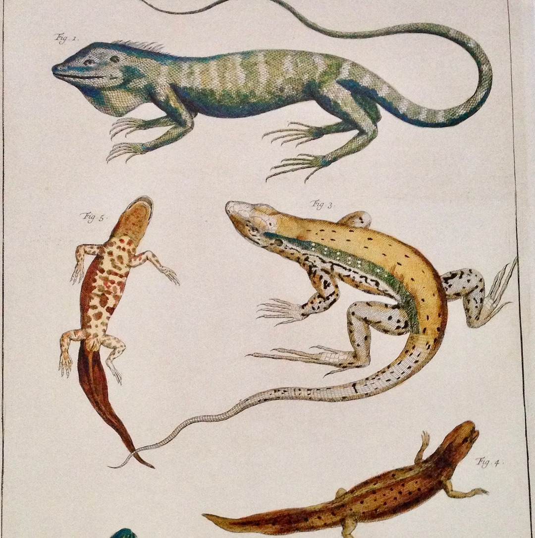 Iguanas Anoles Herpetology Seba LARGE Natural History Lithograph Chart ...