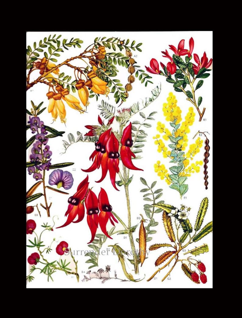Legumes Flowering Peas Plants Australia Botanical Exotica 1969 | Etsy