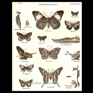 Butterflies & Moths XXXI 1892 Victorian Entomology Antique Chart of ...